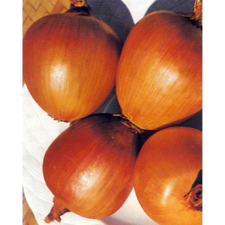 300 Samen Zwiebel RAMATA DI MILANO | Kaufen auf Ricardo