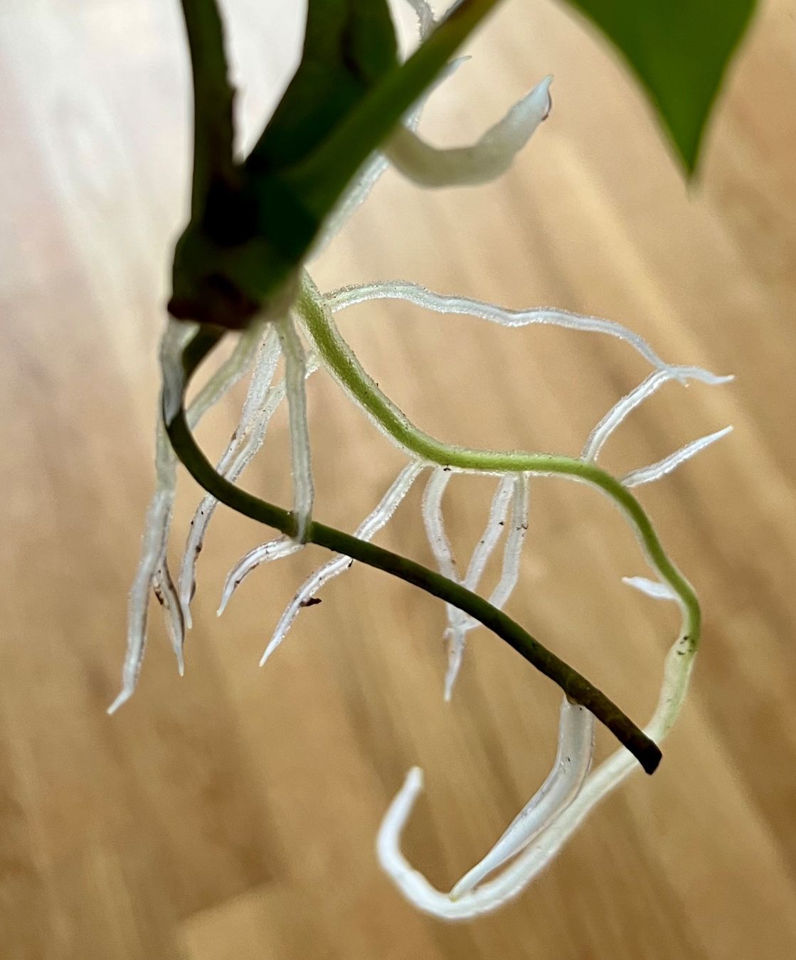 Monstera minima Steckling (kräftig bewurzelt) (Gebraucht) in Glattpark ...