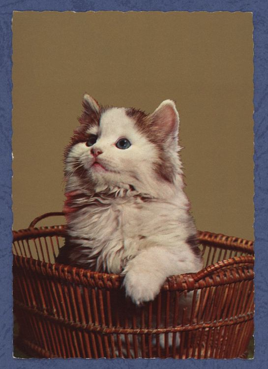 Vintage Katzen-Gruß karte 70er (Gebraucht) in Opfikon für CHF 2 – mit Lieferung auf Ricardo kaufen