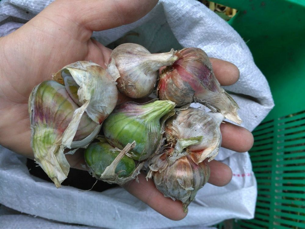 Oignon rocambole CATAWISSA (RARE) (Neuf (Voir description)) à Bremblens ...