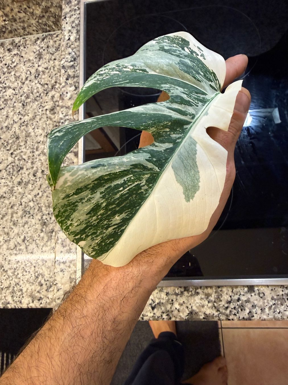 Luxus Monstera Variegata Samen Bild