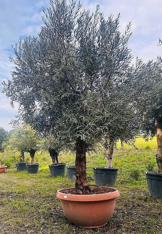 Olivenbaum "Big-Bowl" II (Neu (gemäss Beschreibung)) in Zuckenriet für CHF 630 – nur Abholung ...