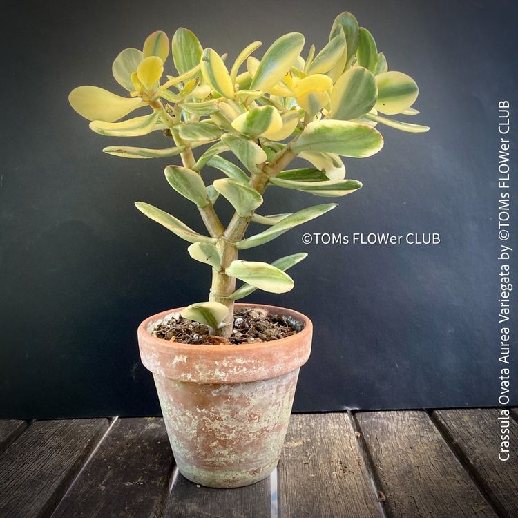 Crassula Ovata (Geldbaum) Aurea-Variegata Bonsai Bäumchen .. | Kaufen ...