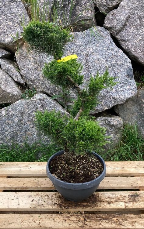 Wacholder Bonsaiform Nr.24 (Neu (gemäss Beschreibung)) in Brittnau für CHF 250 – nur Abholung ...