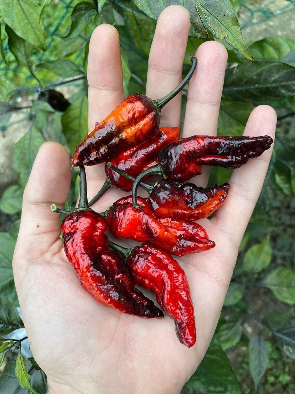 Piment de collection BLACK PANTHER 2g (Neu (gemäss Beschreibung)) in Bremblens für CHF 13 – mit ...