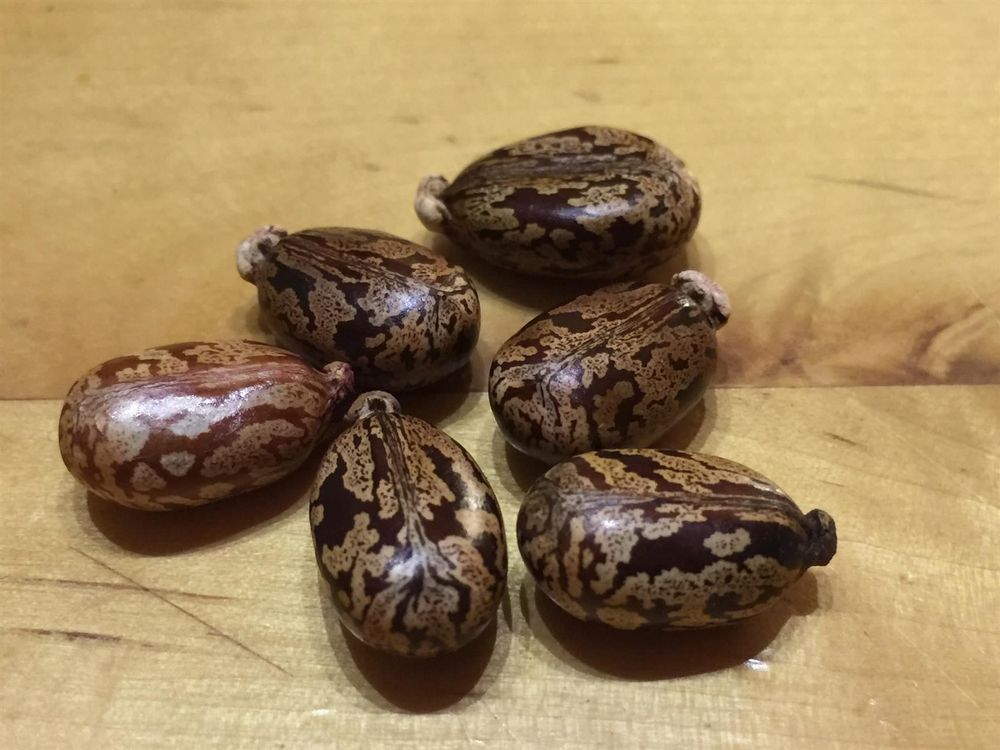 Rizinus communis Samen 2024 | Kaufen auf Ricardo