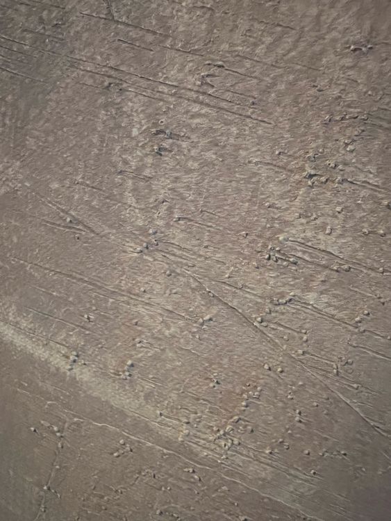 Banksy Style Leinwandbild "Flower Thrower", Top Zustand! (Gebraucht) in ...