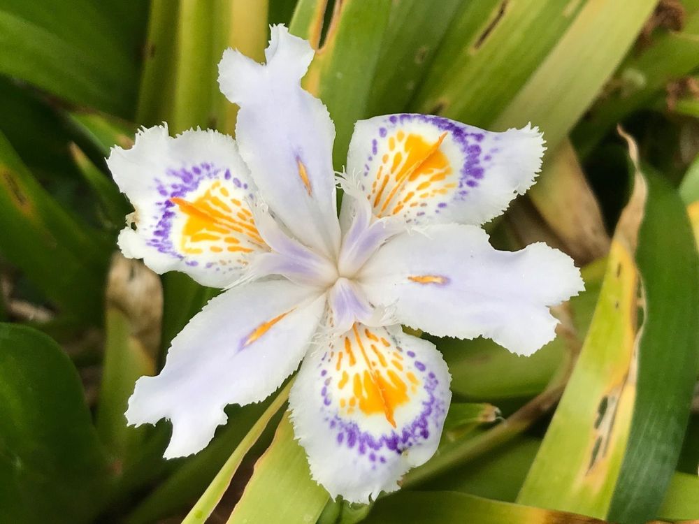 IRIS CRISTATA - DWARF CRESTED IRIS (Neu (gemäss Beschreibung)) in für ...