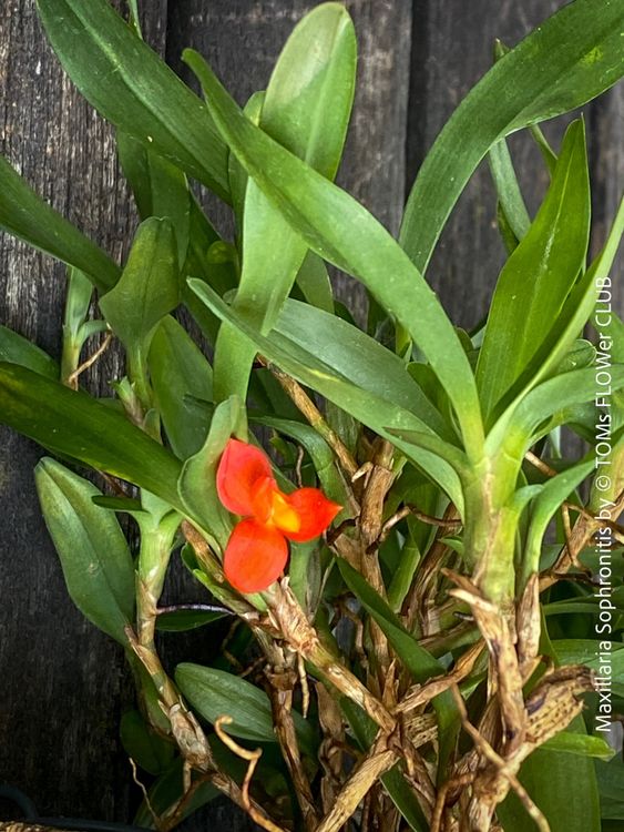 Maxillaria Sophronitis - rot blühende Miniatur Orchidee | Kaufen auf ...