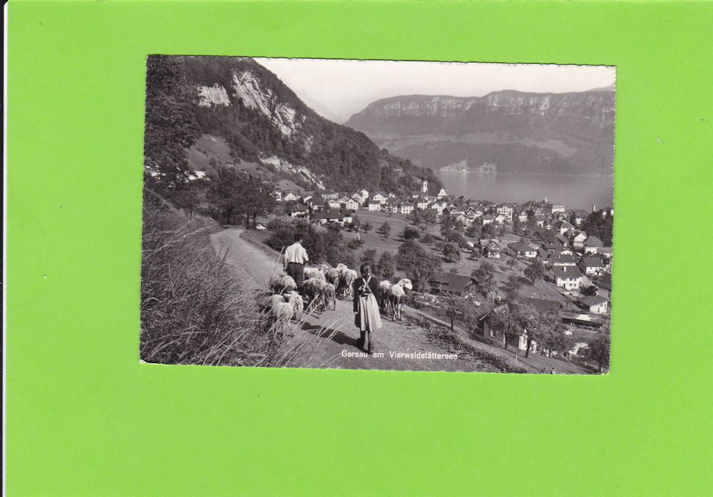 Gersau-Schafherde-belebt (Gebraucht) in St. Peterzell für CHF 1 – mit Lieferung auf Ricardo kaufen