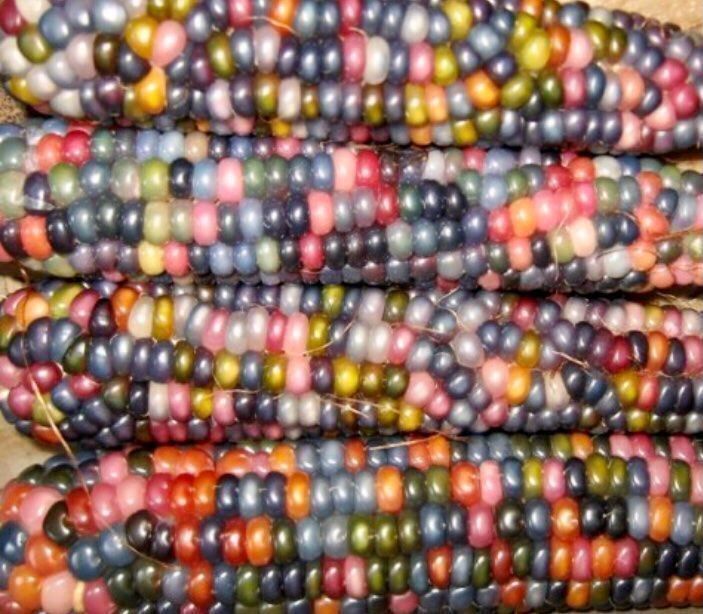 10 SAMEN GRAINES SEMI SEEDS Ziermais | Kaufen auf Ricardo