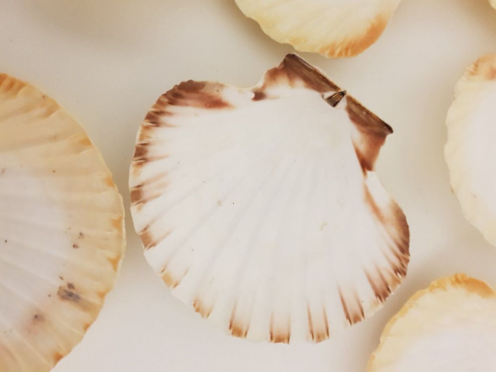 Shell Muscheln Jakobsmuscheln 6 Stk (Gebraucht) in Urdorf für CHF 5 ...