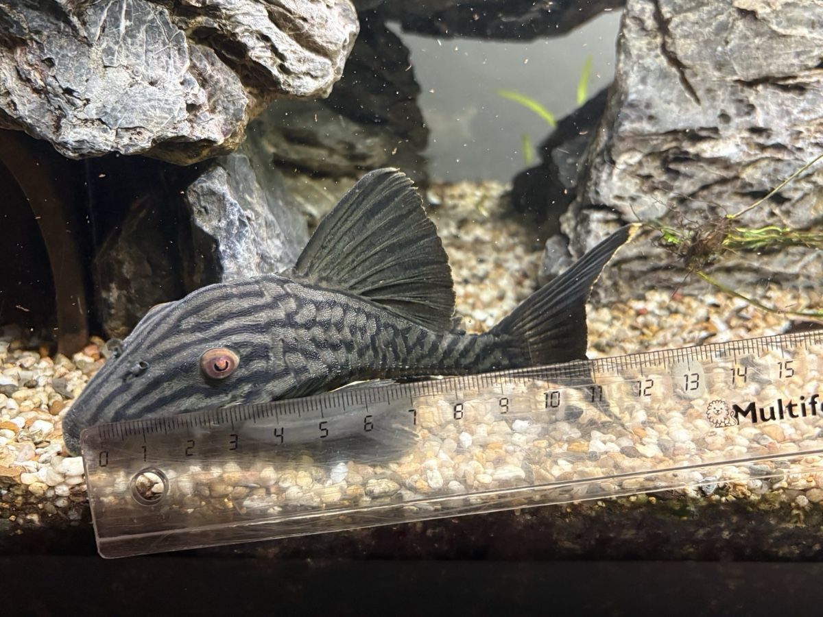 Pleco Royal (D'occasion) à Genolier pour CHF 55 – retrait uniquement ...