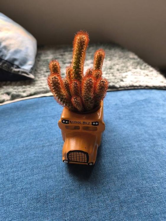 Mammillaria Katus | Kaufen auf Ricardo