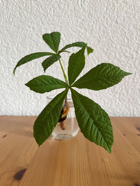 Rosskastanie Setzling (Gebraucht) in Liebefeld für CHF 2 – mit ...