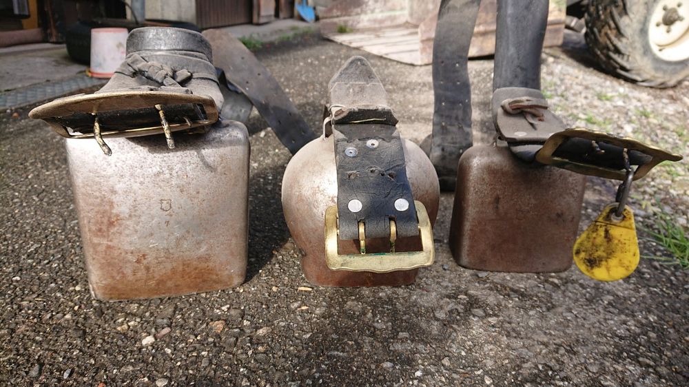 Schellen für Rinder, Kühe (Gebraucht) in Maseltrangen für CHF 60 – nur ...