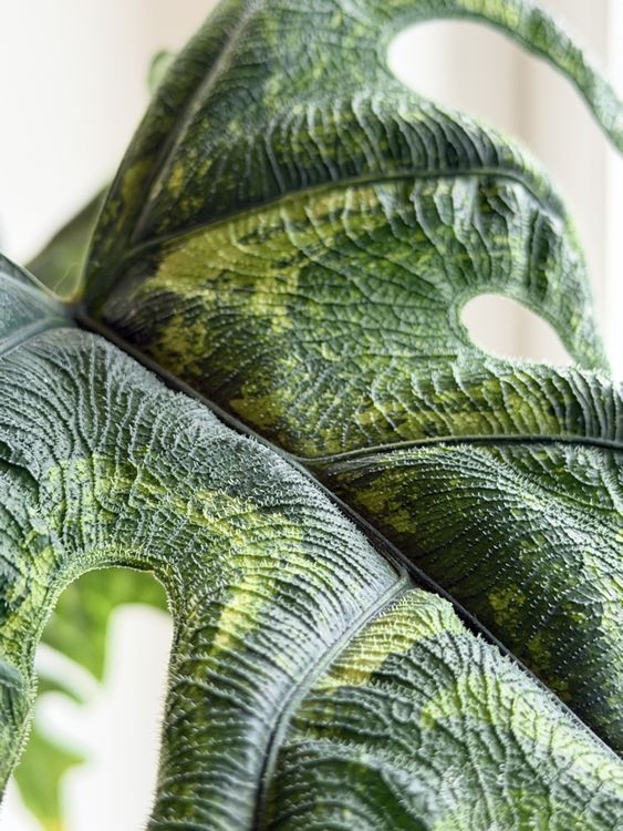 Alocasia Jacklyn albo variegata XXL (très rare) (Gebraucht) in Leytron ...