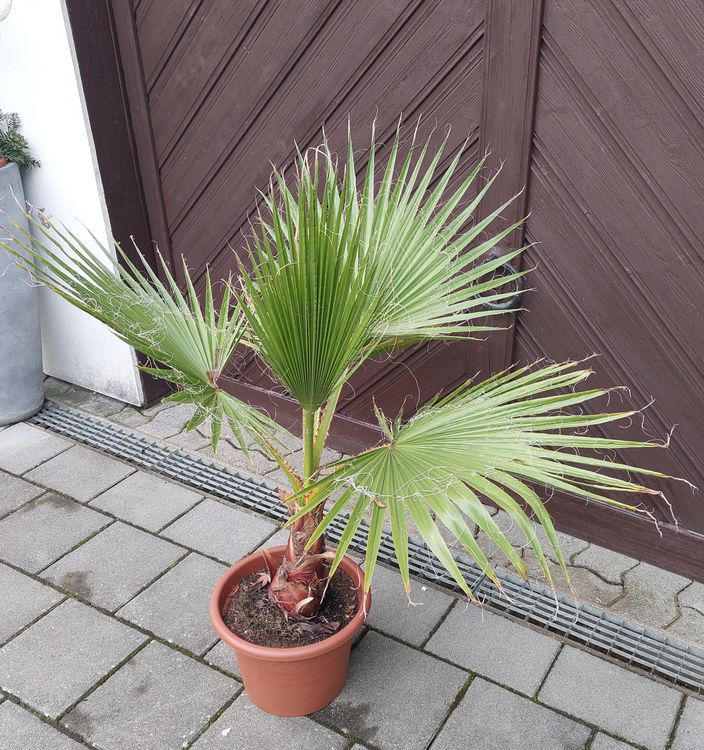 Washington Palme filifera (Gebraucht) in Aarburg für CHF 89 – nur ...