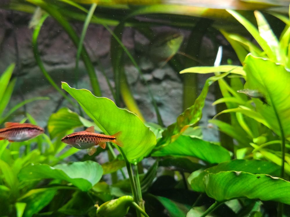 Aquarium Juwel Lido 200 mit Pflanzen , Fischen und Technik (Gebraucht ...