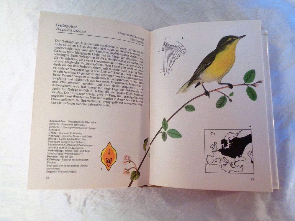 Singvögel - Vogel Buch mit 223 Seiten | Kaufen auf Ricardo