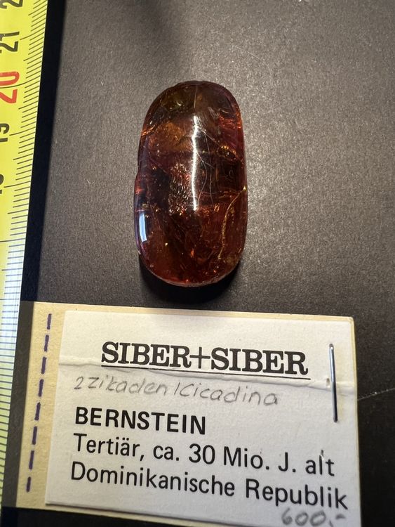 Bernstein mit Zikaden | Kaufen auf Ricardo