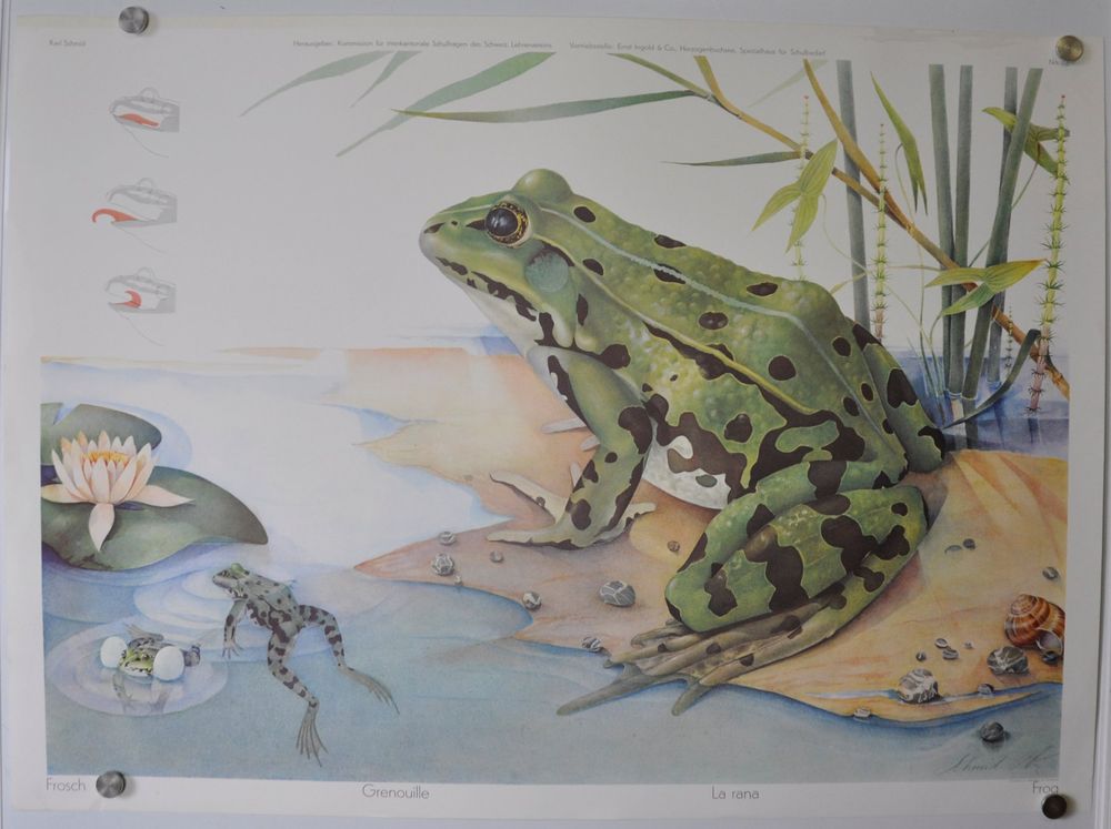 Schulwandbild 118 Frosch Karl Schmid 1963 (Gebraucht) in für CHF 10 ...
