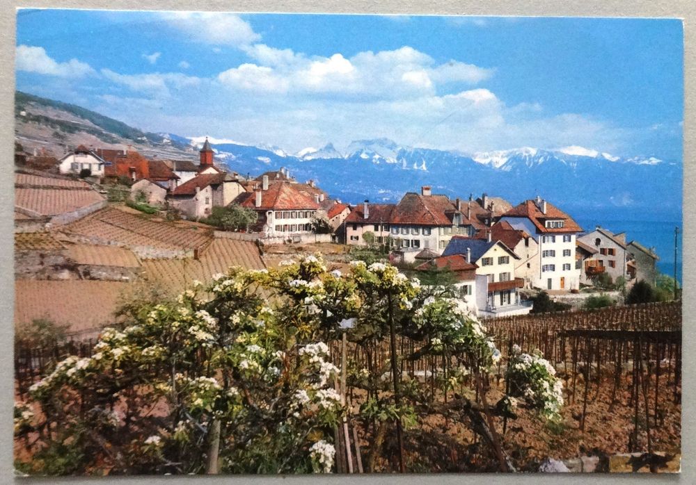 Rivaz, Lac Léman (Gebraucht) in Fétigny für CHF 1.5 – mit Lieferung auf ...