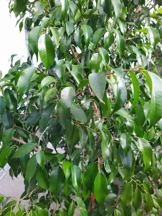 Ficus Baum in Topf 2,5 Meter (Gebraucht) in für CHF 85 – nur Abholung ...