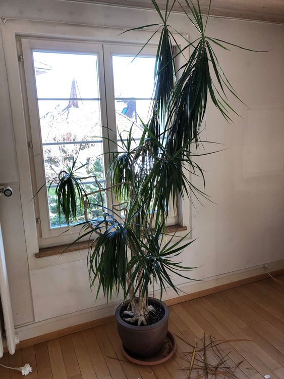 Drachenbaum im Topf 250 cm | Kaufen auf Ricardo