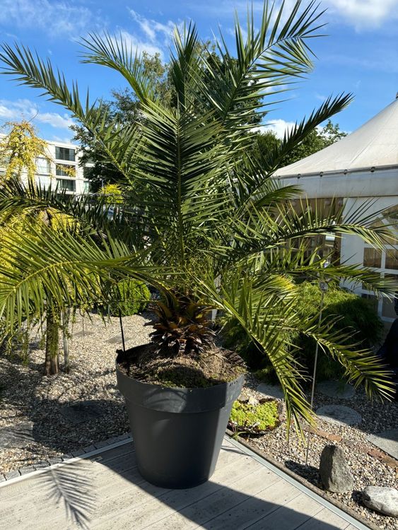 Palme | Kaufen auf Ricardo