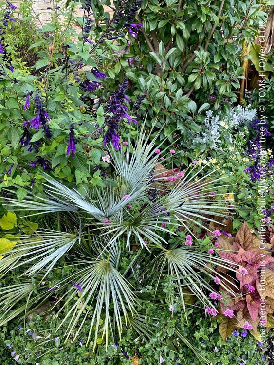 Chamaerops Humilis Cerifera / WINTERHARTE blaue Zwerg-Palme (Neu (gemäss Beschreibung)) in ...