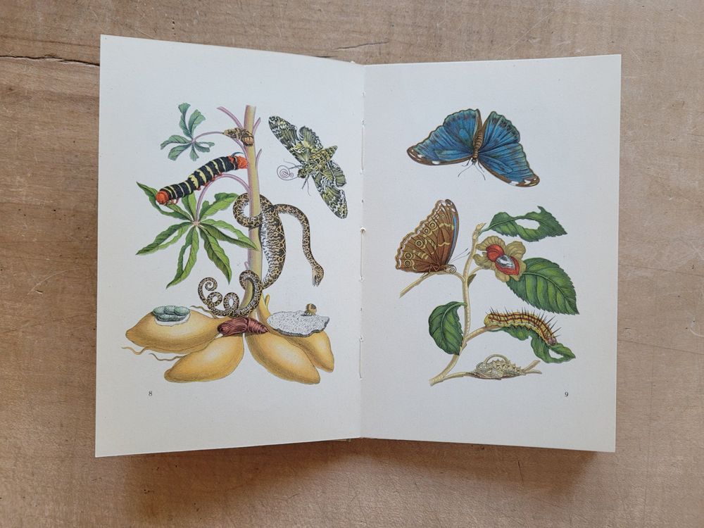 Das kleine Buch der Tropenwunder, Sybille Merian (Insel 351) (Gebraucht ...