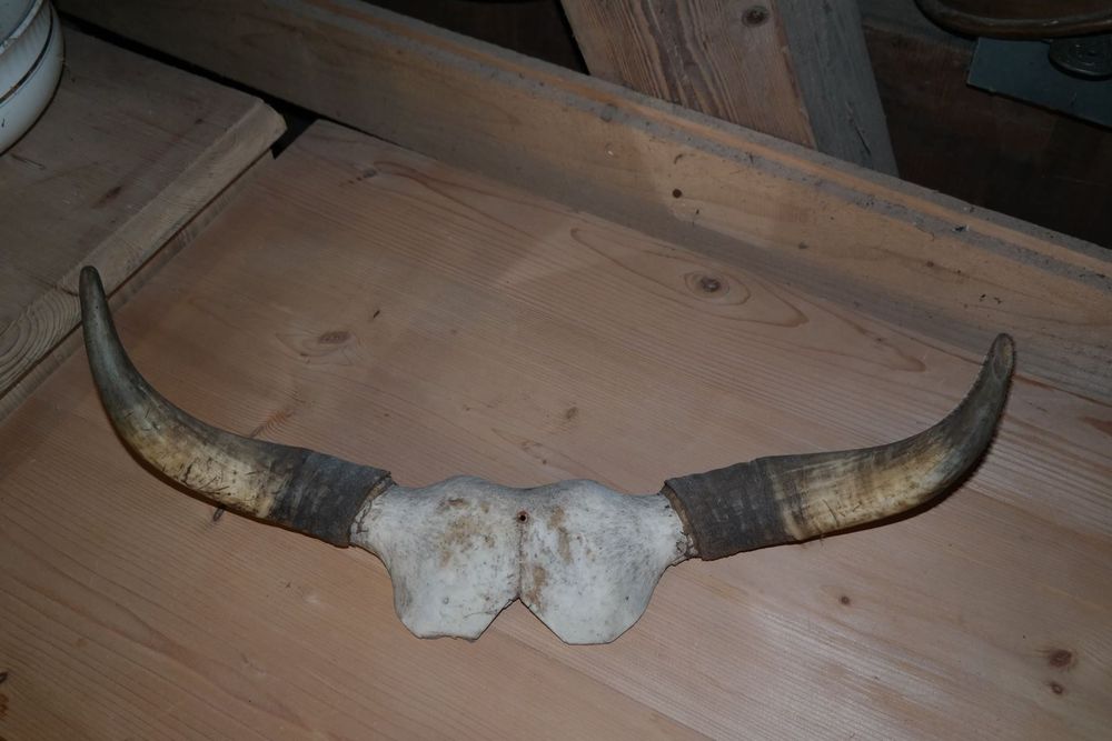 Kuh Ochse Bulle Stier Horn (Gebraucht) in Opfertshofen SH für CHF 85 ...