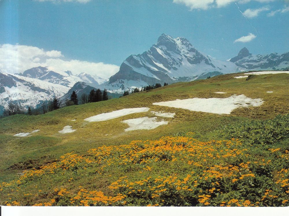 Braunwald 1981 (Gebraucht) in Bürglen TG für CHF 2 – mit Lieferung auf ...