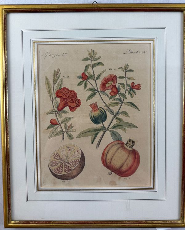 Antike Altkolorierte Kupferstich Echtgoldrahmen (Gebraucht) in Neuhausen am Rheinfall für CHF 10 ...