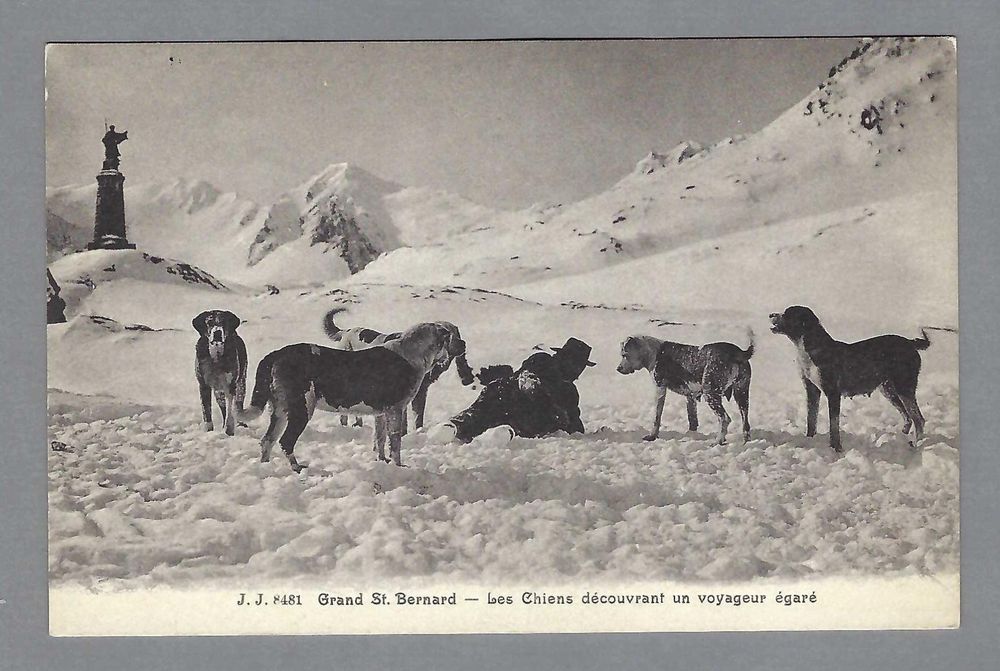 GRAND SAINT BERNARD - LES CHIENS DÉCOUVRANT UN VOYGEUR ÉGARÉ (D ...