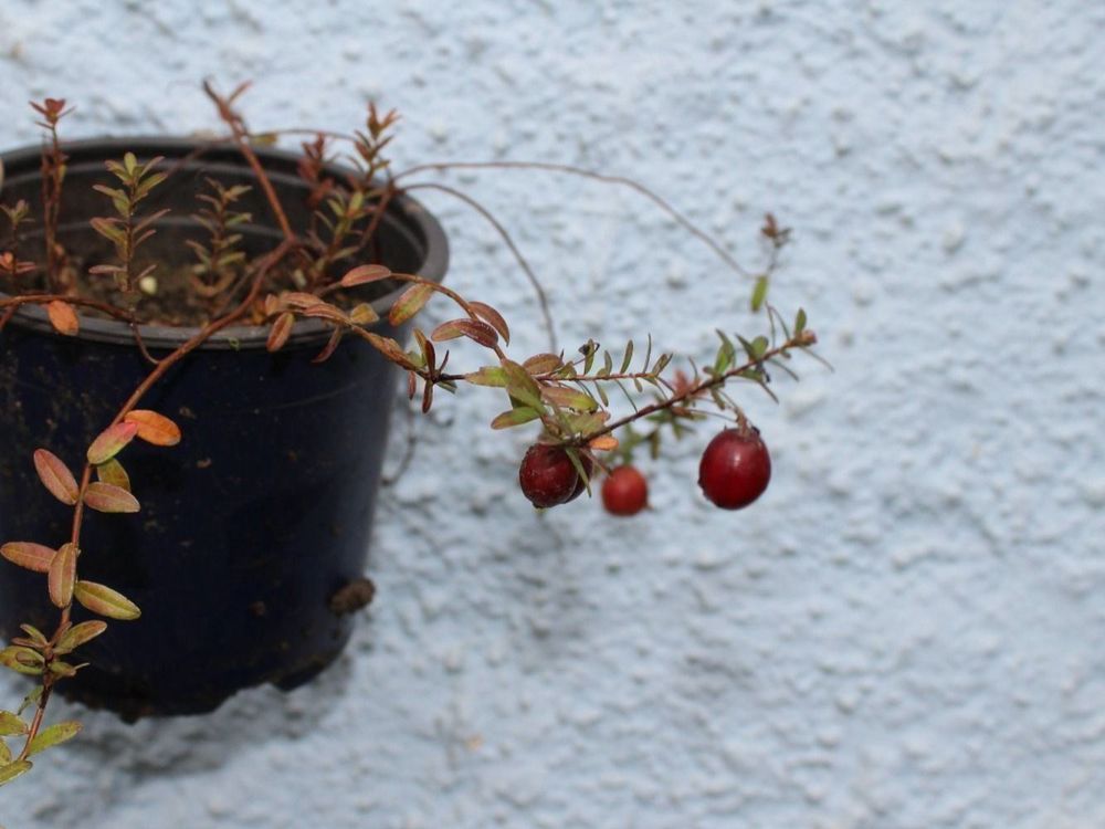 Cranberry Moosbeere Pflanze (Neu (gemäss Beschreibung)) in Altendorf ...