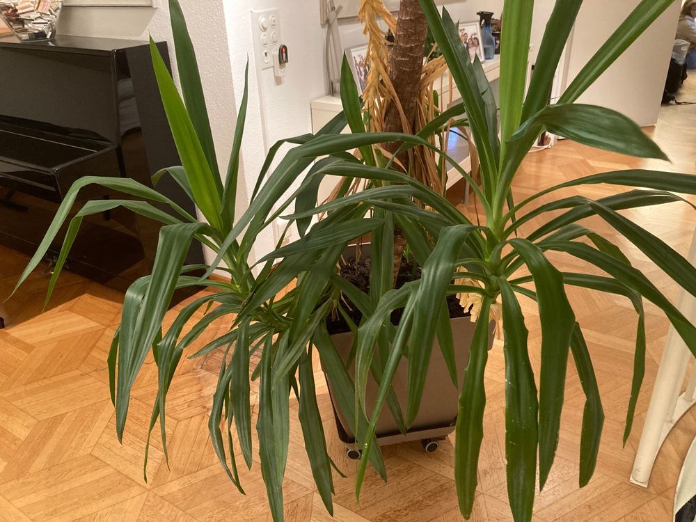 Palme (Gebraucht) in Zürich für CHF 5 – nur Abholung auf Ricardo kaufen