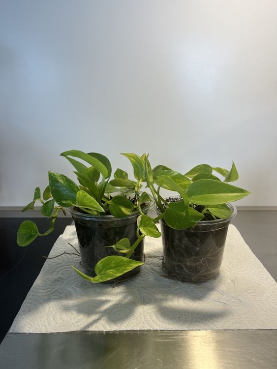 Small Golden Pothos (x2) (Gebraucht) in Regensdorf für CHF 23 – nur ...