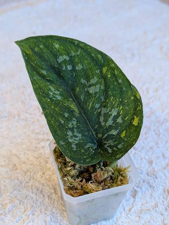 Scindapsus Baticon Tricolor Variegata (Gebraucht) in Faulensee für CHF ...