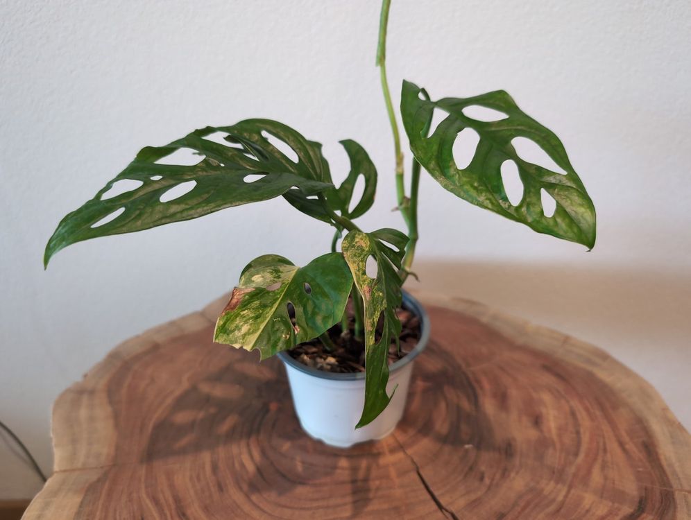Monstera Adansonii Aurea variegata vergrünt (Gebraucht) in Bern für CHF ...