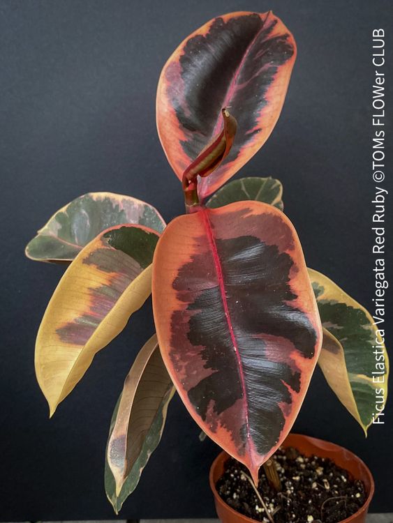 Ficus Elastica Variegata Red Ruby - | Kaufen auf Ricardo
