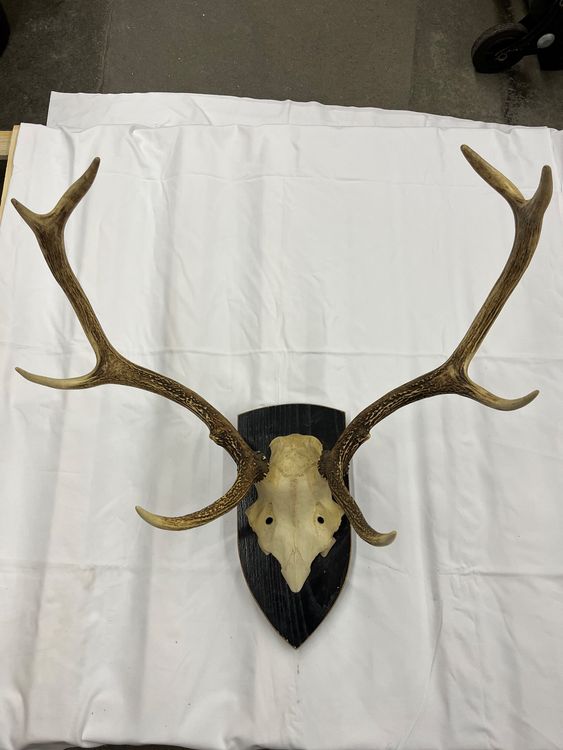 Hirschgeweih 8-Ender auf schönem Schild Jagd Deko 🦌 (Gebraucht) in Seewen SZ für CHF 150 – nur ...