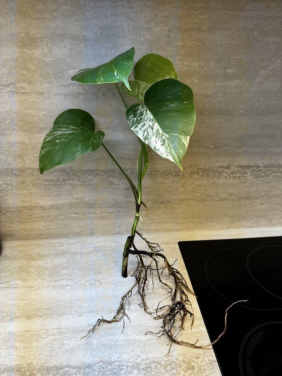 Monstera Variegata | Kaufen auf Ricardo