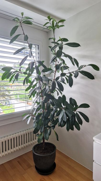 Ficus (afrikanischer Feigenbaum) im Topf | Kaufen auf Ricardo