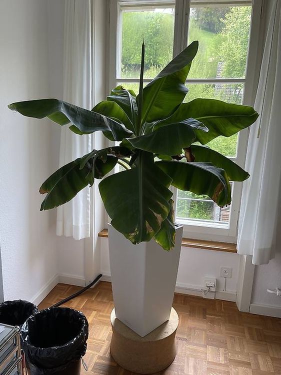 Palme / Bananenbaum / Banane (Gebraucht) in Bern für CHF 80 – nur ...