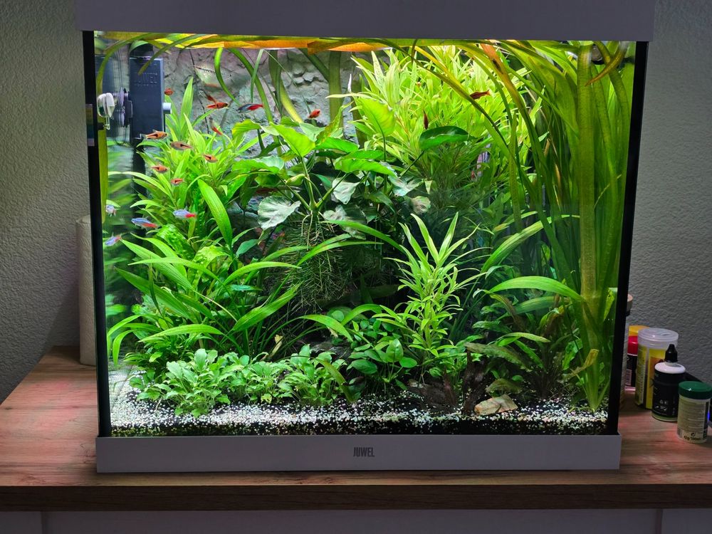 Aquarium Juwel Lido 200 mit Pflanzen , Fischen und Technik (Gebraucht ...