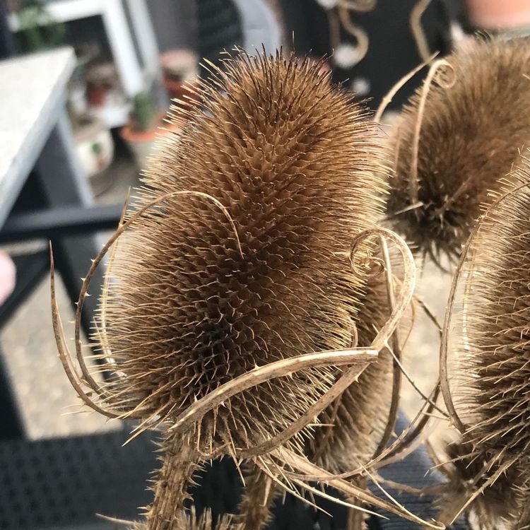 WEBER-KARDE - KARDENDISTEL/ KARDE -DIPSACUS FULLONUM - LILA (Neu ...