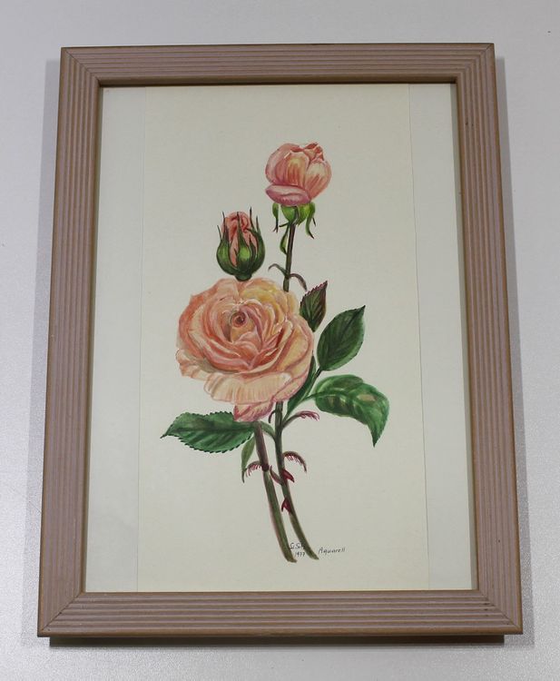 Aquarell Rosen | Kaufen auf Ricardo