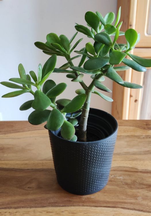 Geldbaum Dickblatt Crassula ovata Zimmer-Pflanze Pfennigbaum (Gebraucht ...